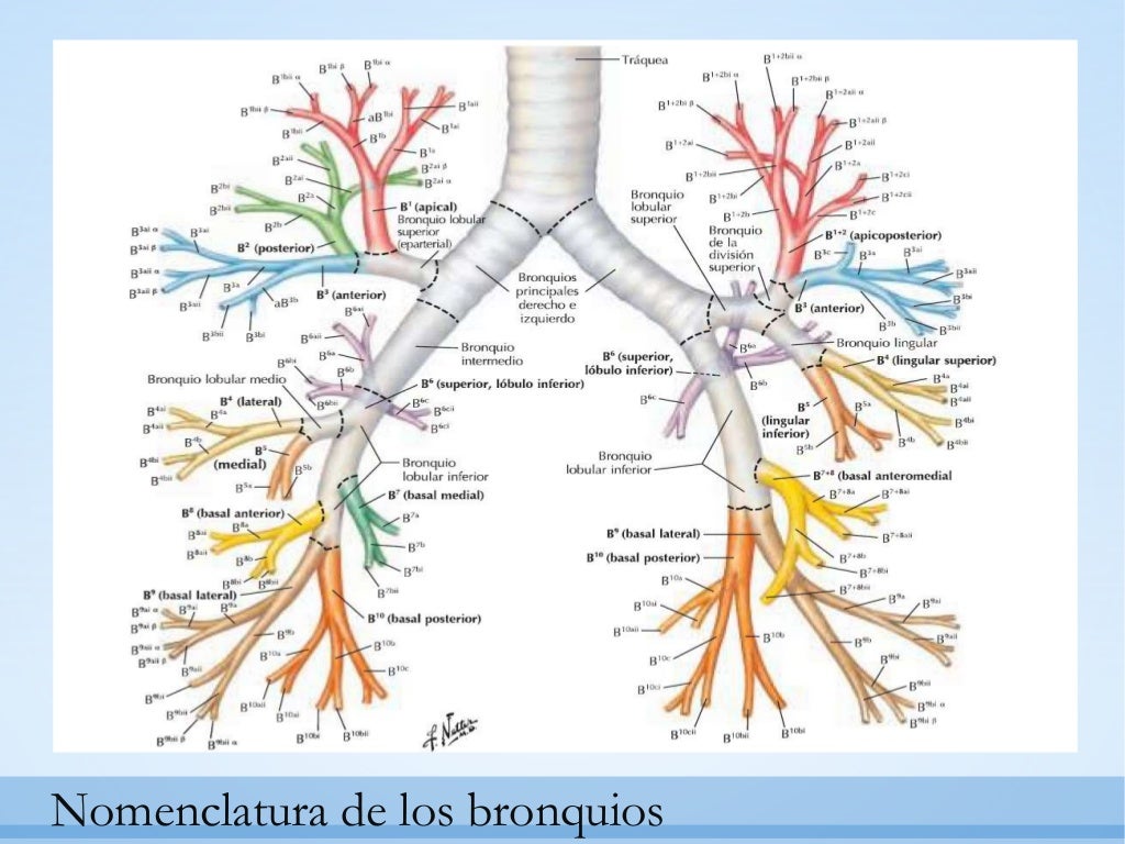 Tráquea y bronquios