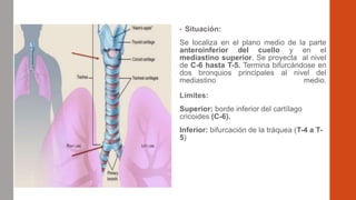 Tráquea y bronquios | PPTX