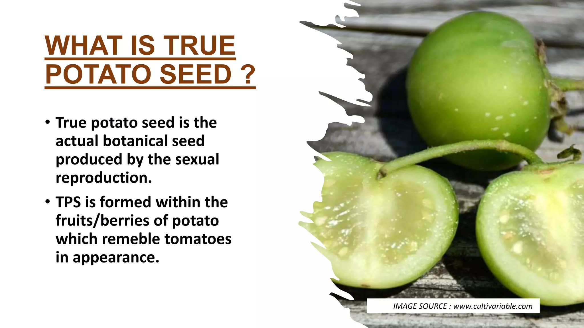 TRUE POTATO SEED Production Technique | PPTX