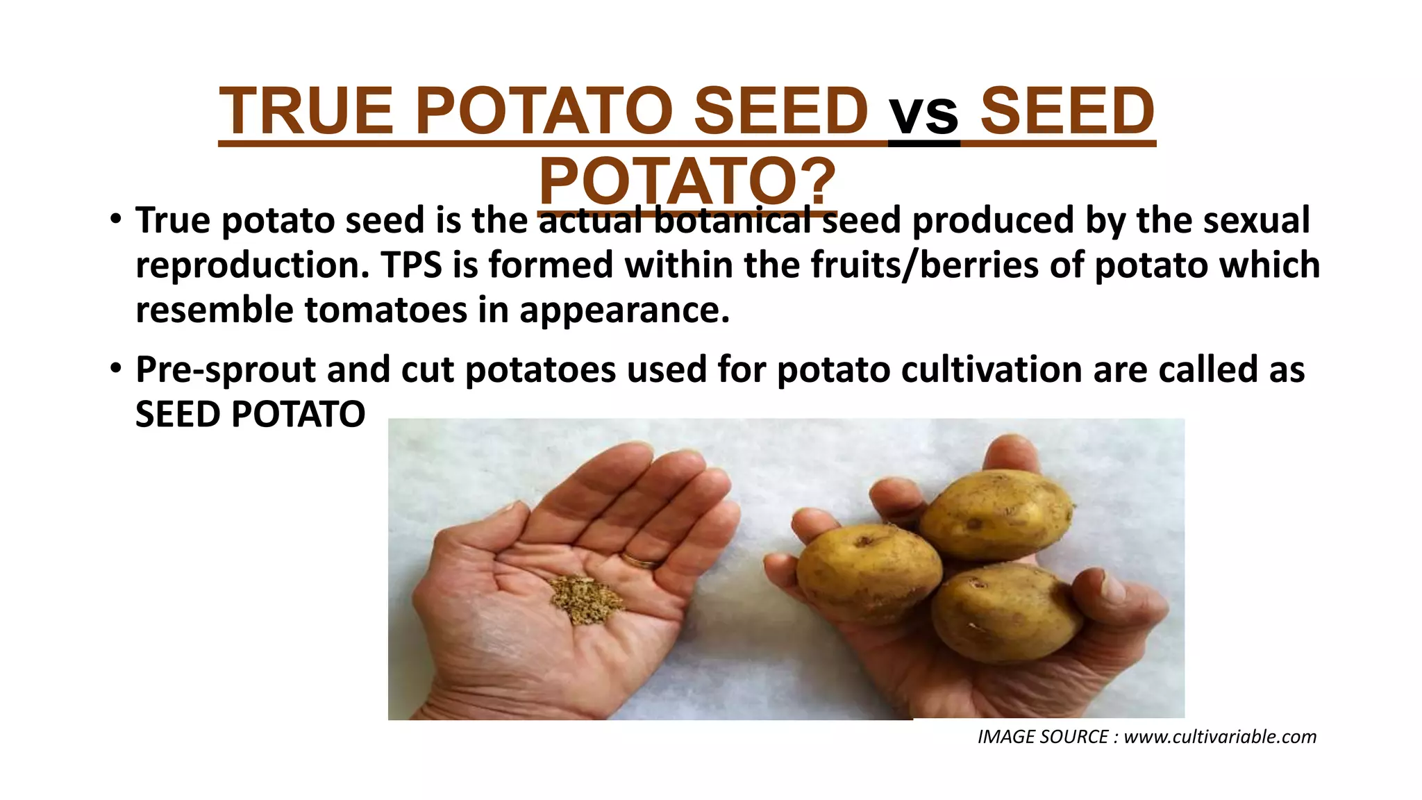 TRUE POTATO SEED Production Technique | PPTX