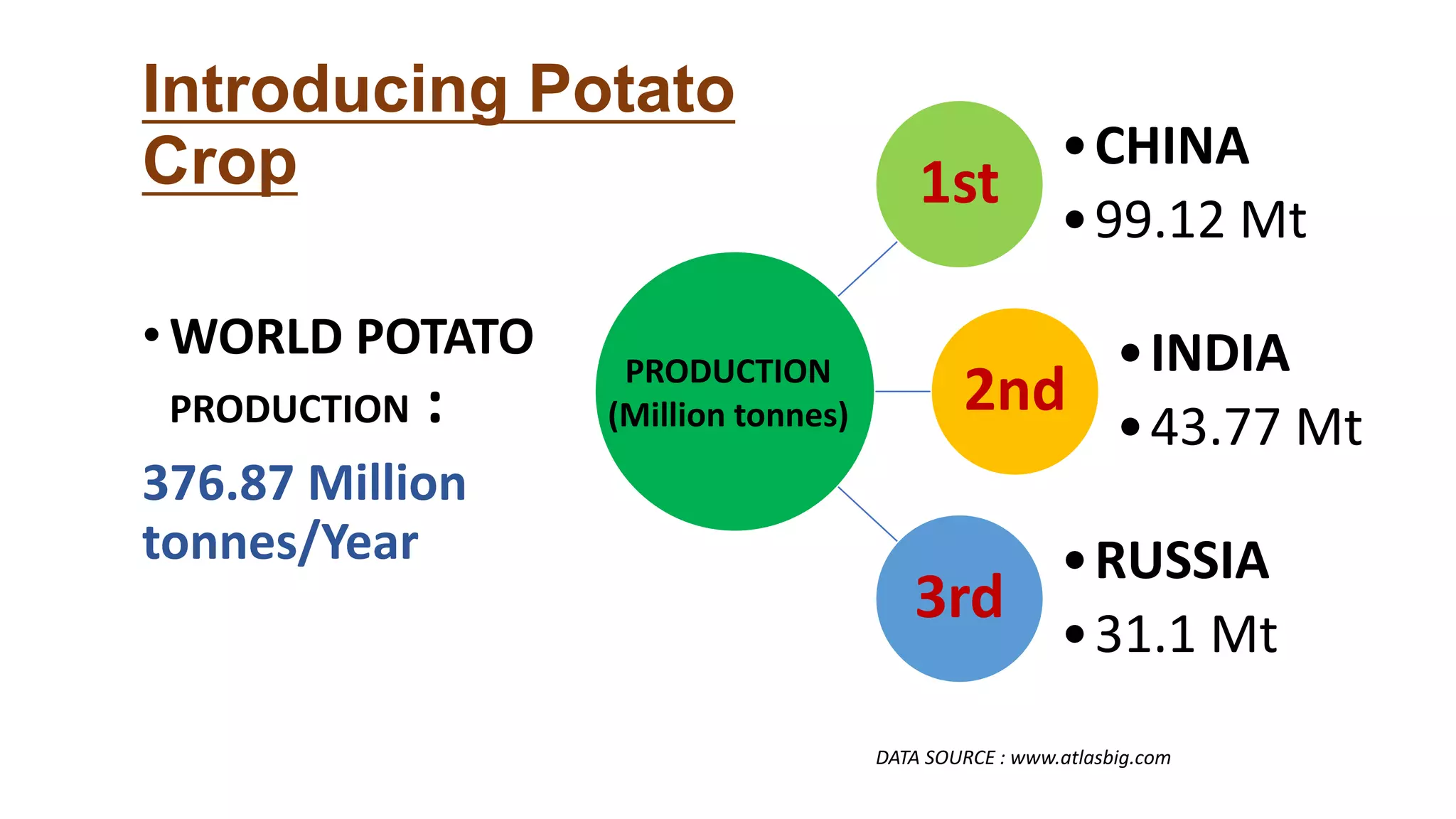 TRUE POTATO SEED Production Technique | PPTX