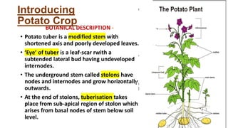 TRUE POTATO SEED Production Technique | PPTX