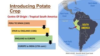 TRUE POTATO SEED Production Technique | PPTX