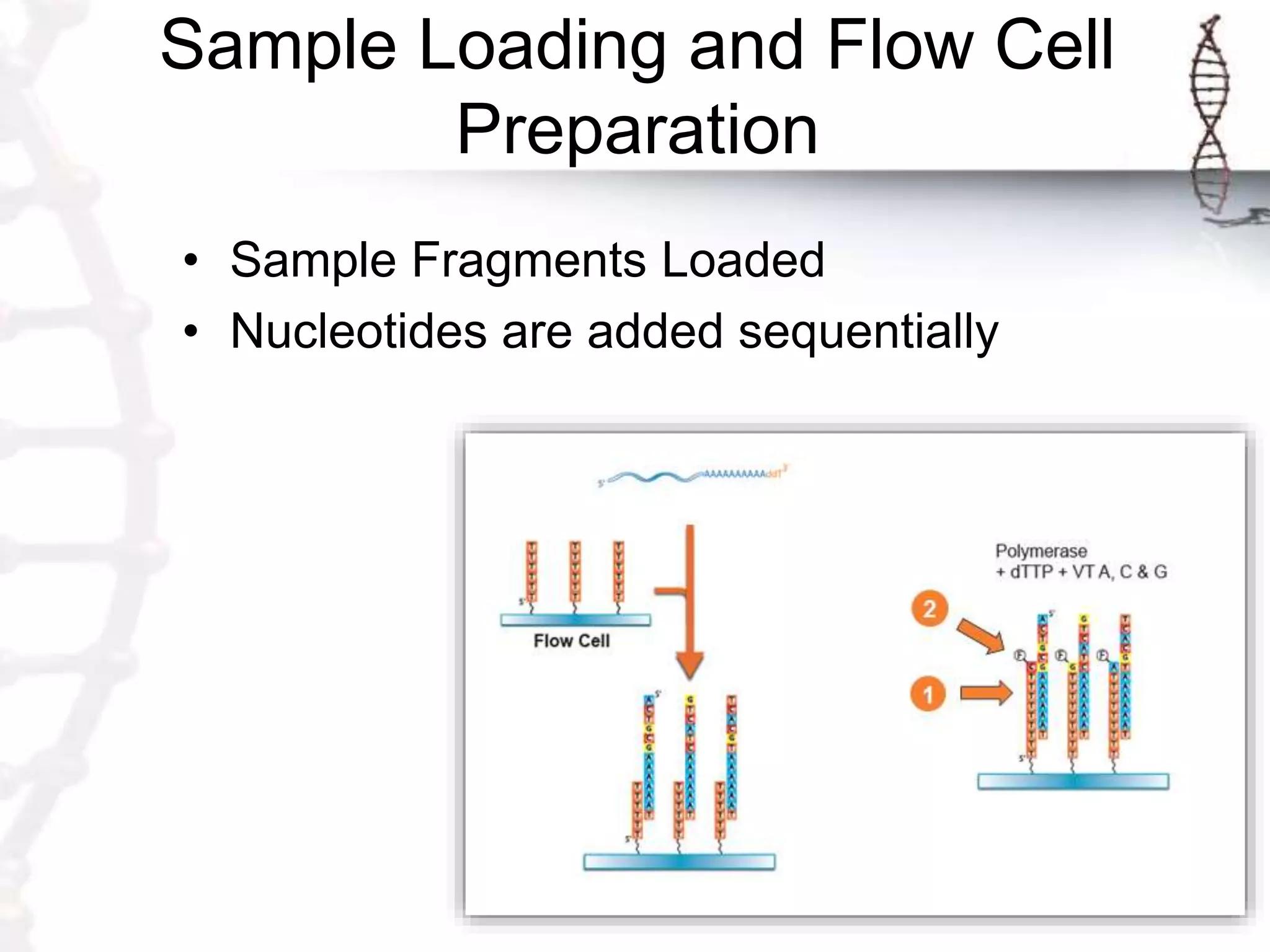 True Single Molecule Sequencing | PPT