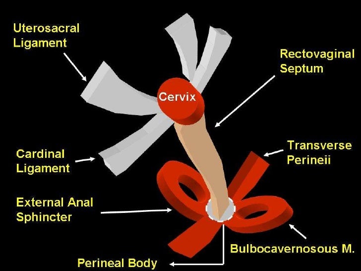 Importancia De La Preservación Del Anillo Pericervical En