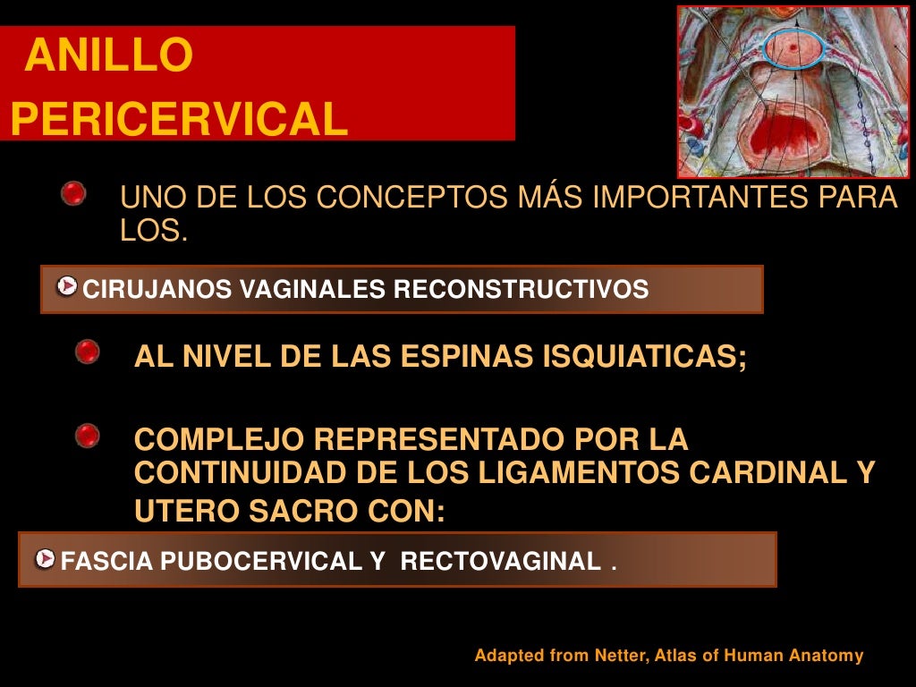 Importancia De La Preservación Del Anillo Pericervical En