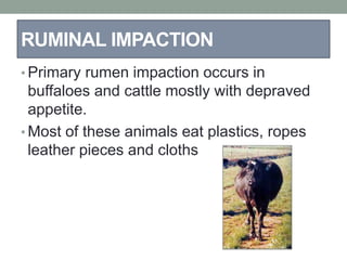 trumatic in veterinary in the fourh years | PPT