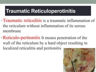 trumatic in veterinary in the fourh years | PPT