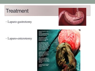 trumatic in veterinary in the fourh years | PPT