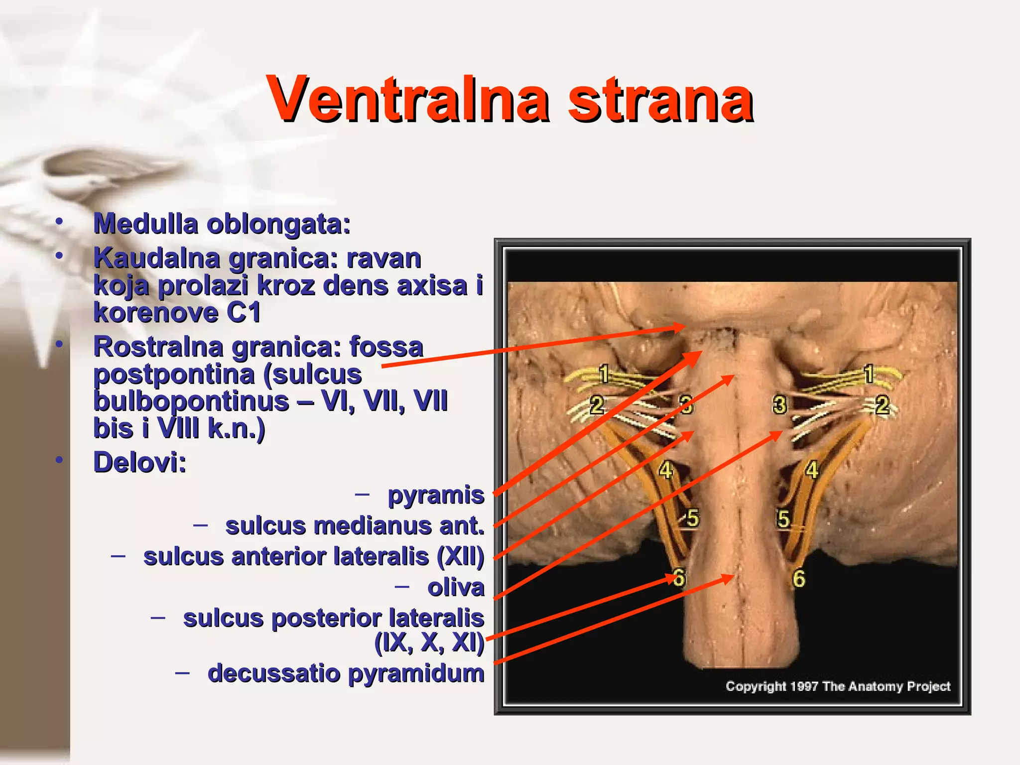 Anatomija moždano stablo | PPT