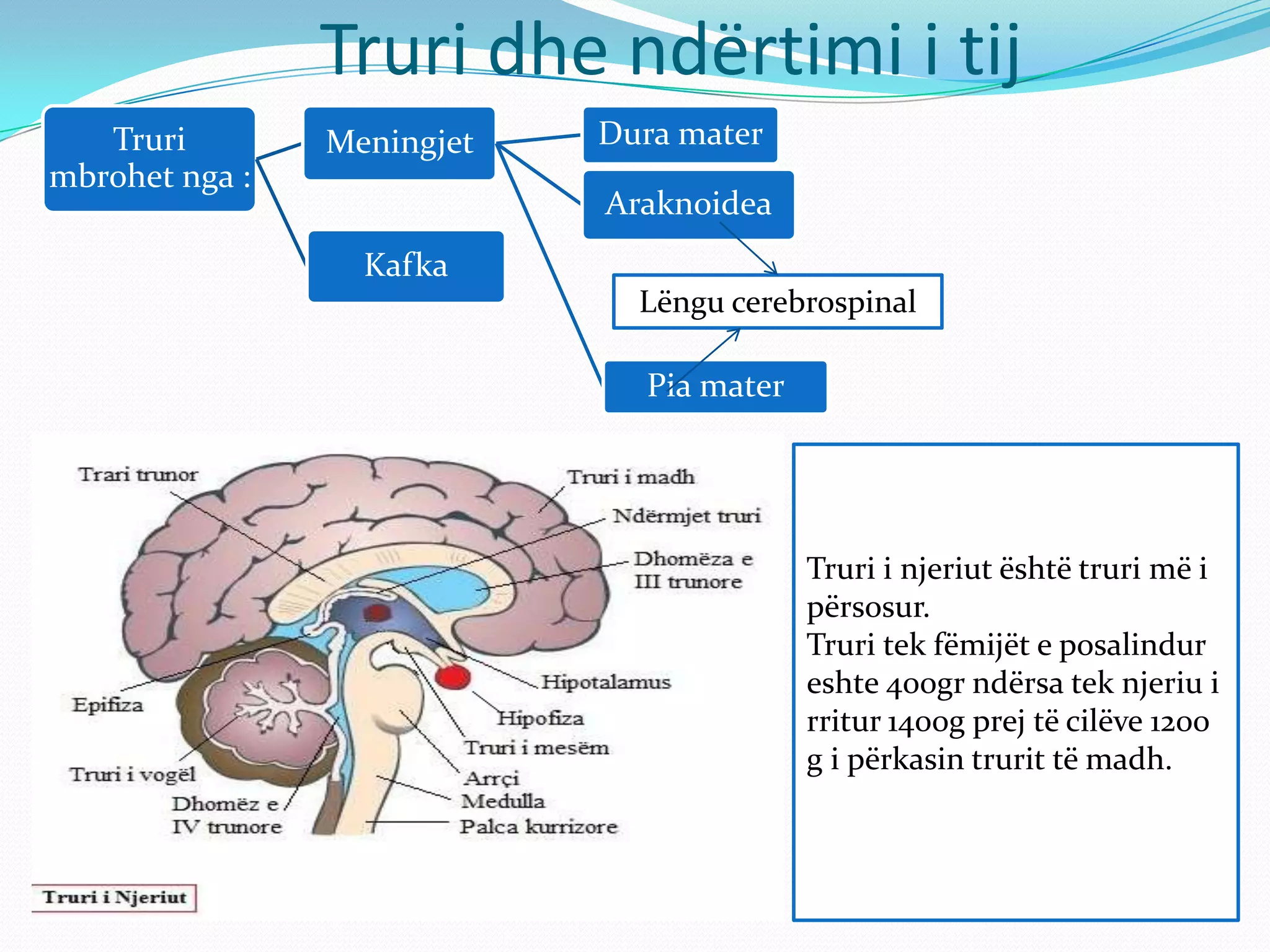 Truri i njeriut ne teresi | PPTX