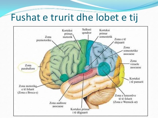 Truri i njeriut ne teresi