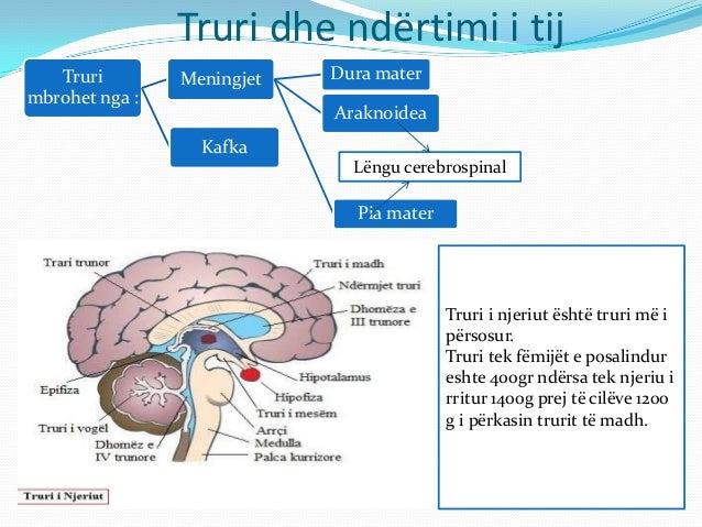 Truri i njeriut ne teresi
