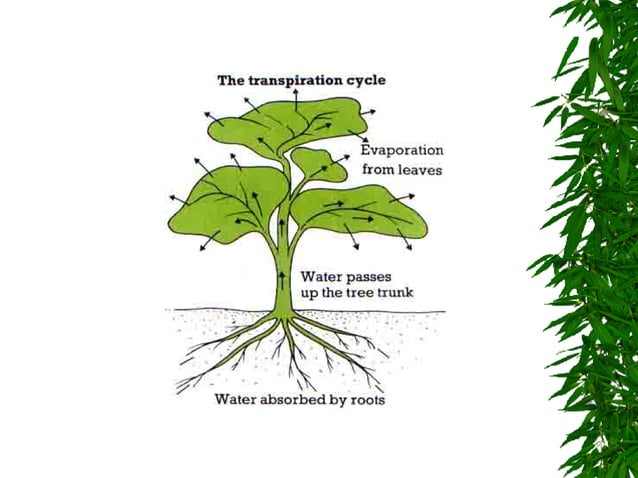 Plant transpiration