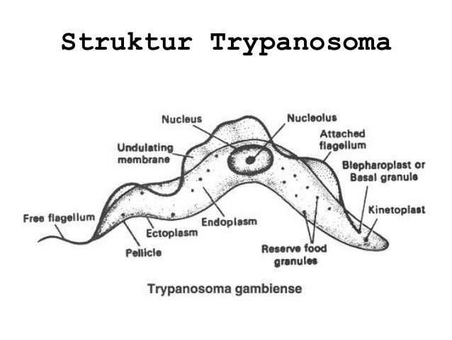 Trypanosoma