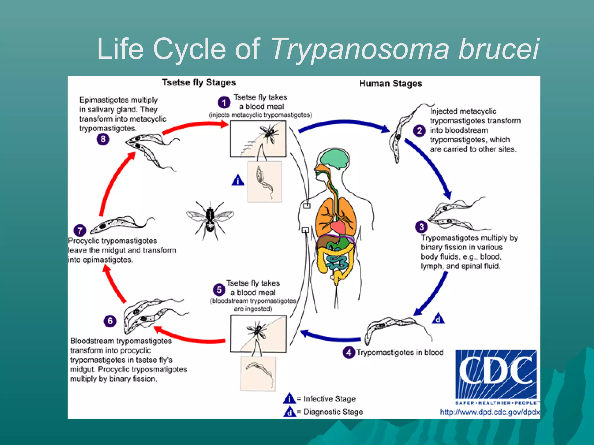 Trypanosoma | PPT