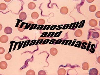 Trypanosoma | PPT