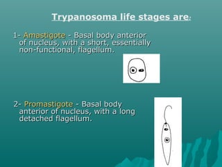 Trypanosoma | PPT