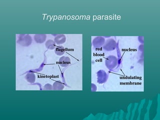 Trypanosoma | PPT