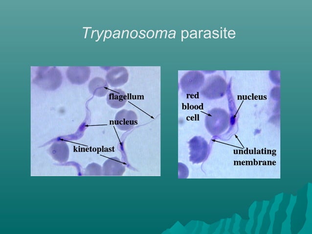 Trypanosoma | PPT