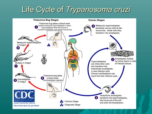 Trypanosoma | PPT