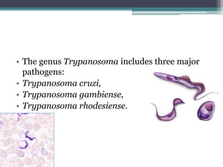 Trypanosoma Microscope Slide