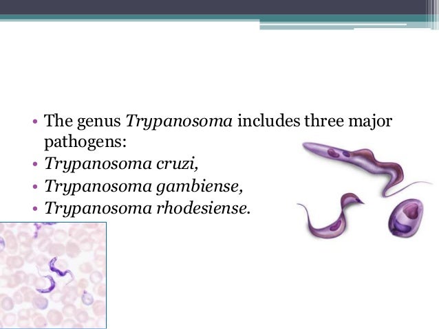 Trypanosoma
