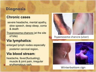 Trypanosoma | PPT