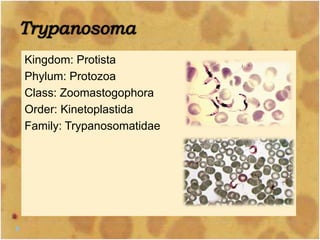 Trypanosoma | PPT