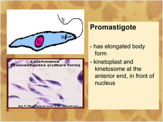 Trypanosoma | PPT
