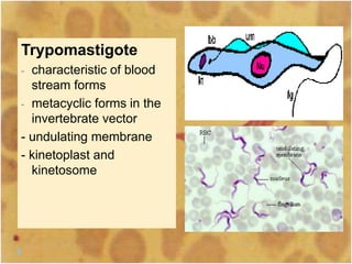 Trypanosoma | PPT