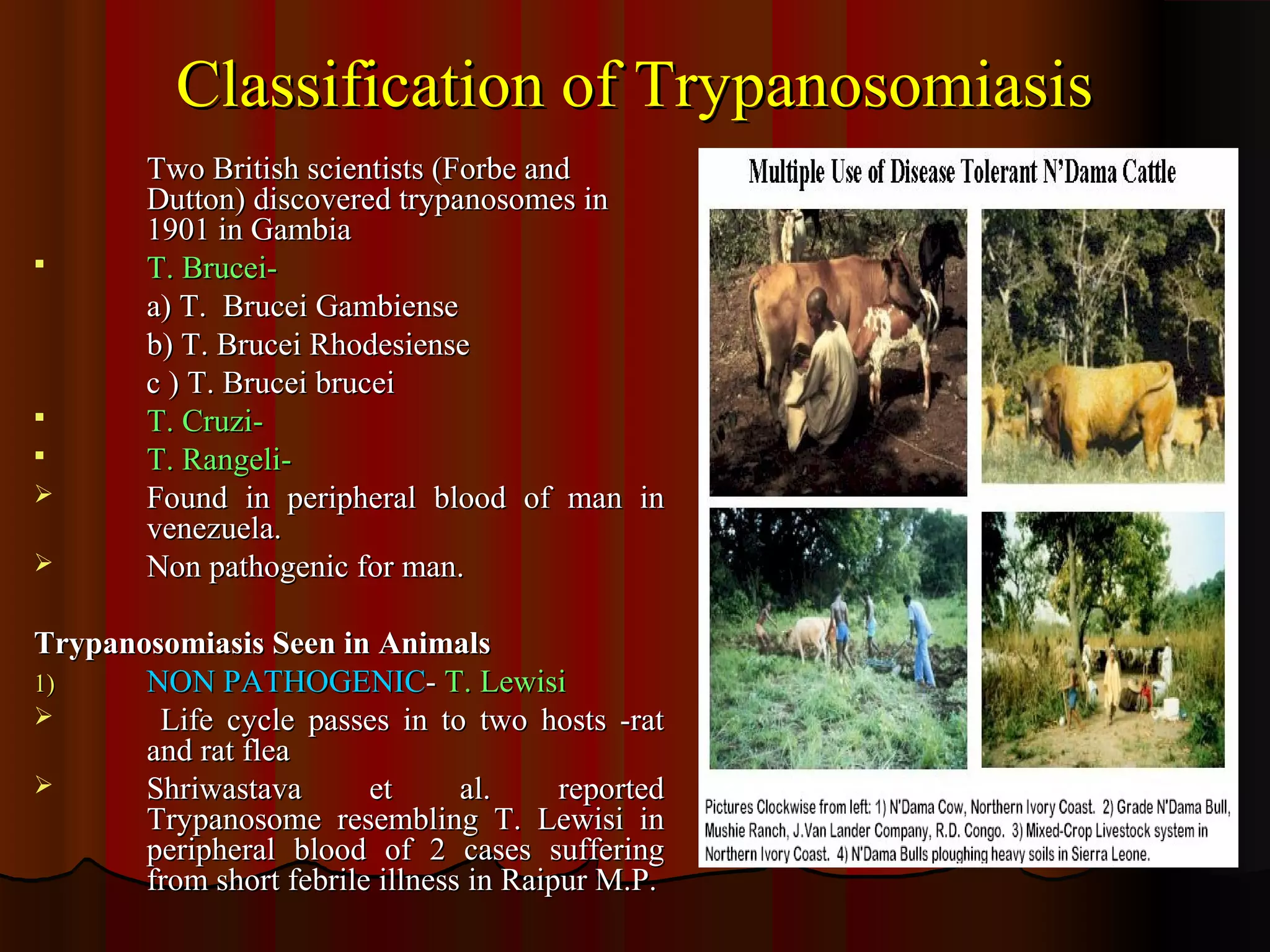 Trypanosoma | PPT