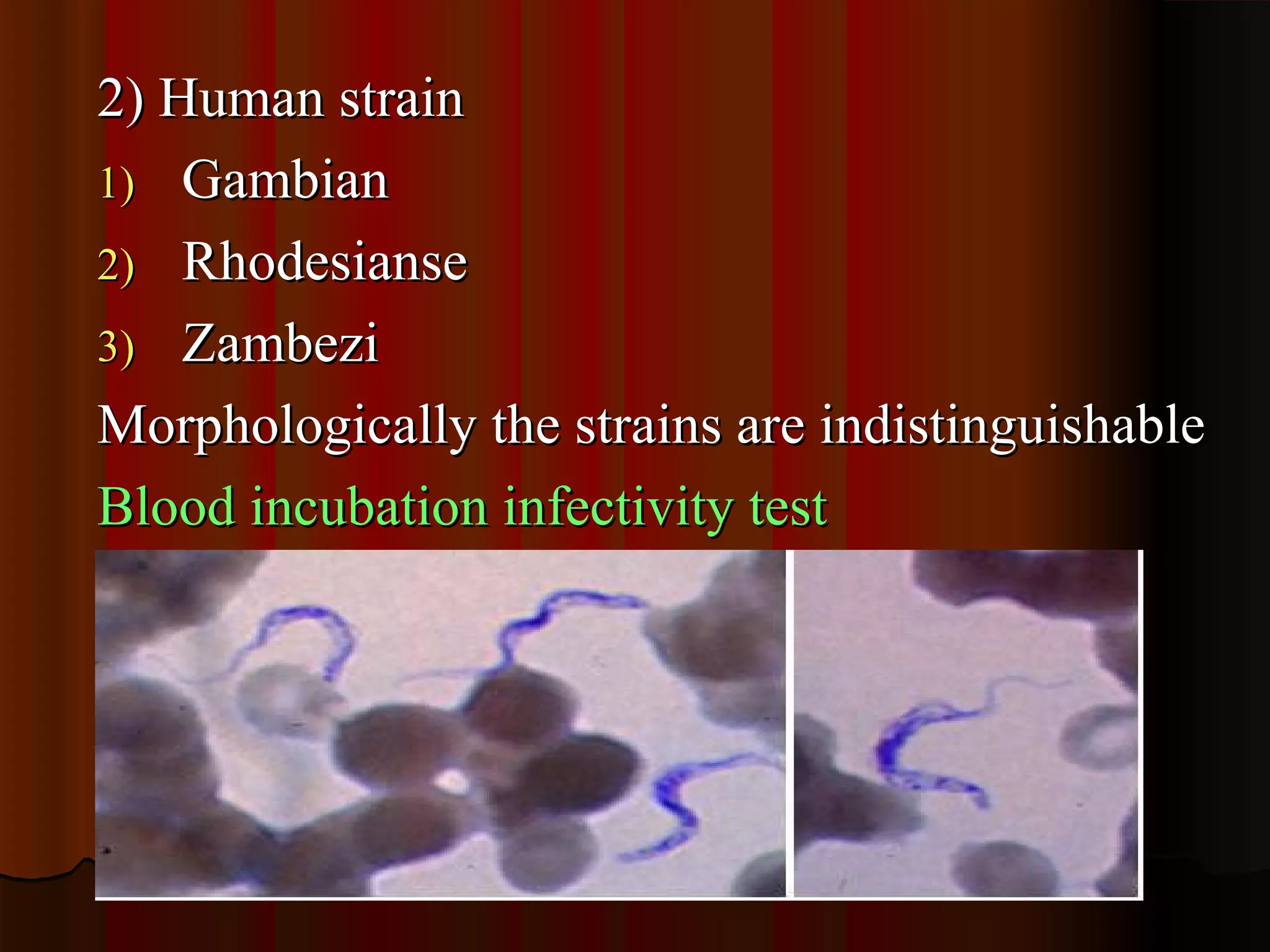 Trypanosoma | PPT