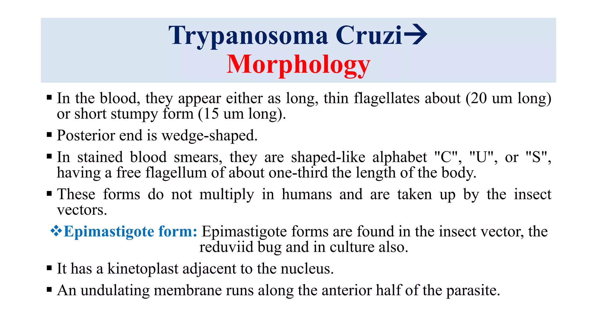Trypanosoma | PPTX