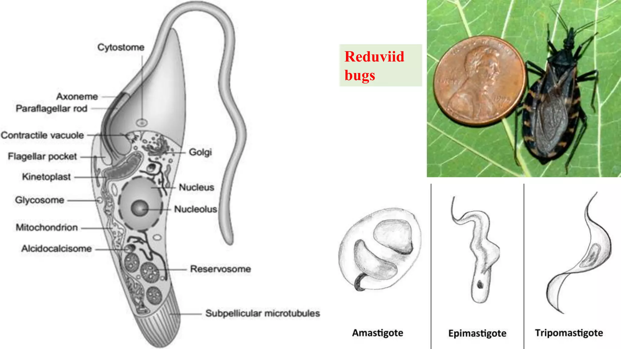 Trypanosoma | PPTX