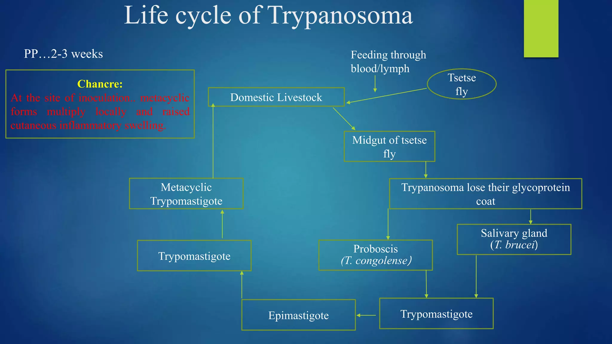Trypanosoma | PPTX | Infectious Diseases | Diseases and Conditions