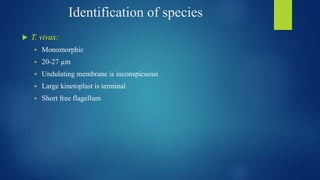 Trypanosoma | PPTX | Infectious Diseases | Diseases and Conditions