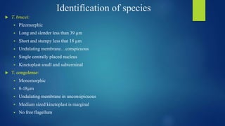 Trypanosoma | PPTX | Infectious Diseases | Diseases and Conditions