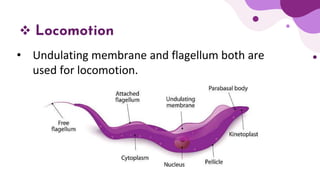Trypanosoma - Rasol Sindy | PPT