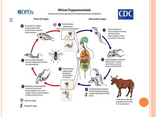 TRYPANOSOMA.pptx