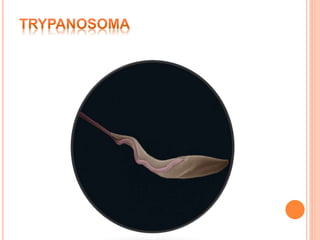 TRYPANOSOMA.pptx