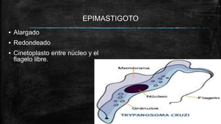 Trypanosoma cruzi | PPTX