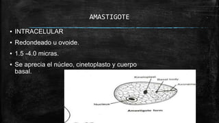 Trypanosoma cruzi | PPTX