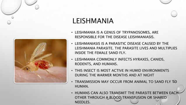 Trypanosoma and leishmania | PPTX | Infectious Diseases | Diseases and Conditions