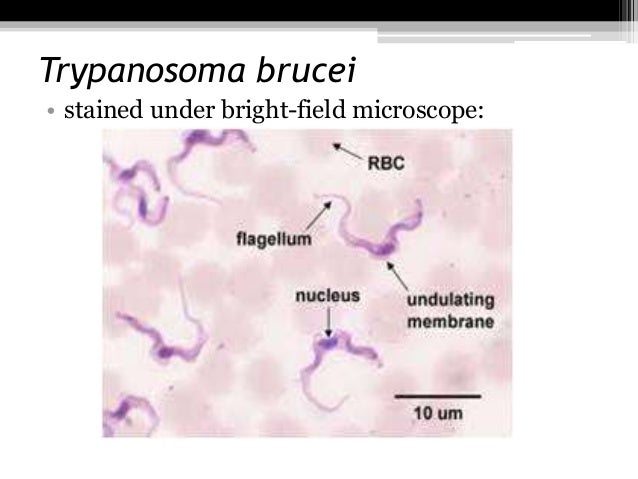 Трипаносома систематика