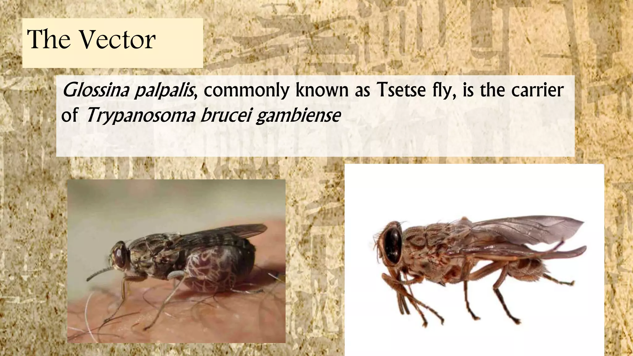 Trypanosoma brucei gambiense | PPTX