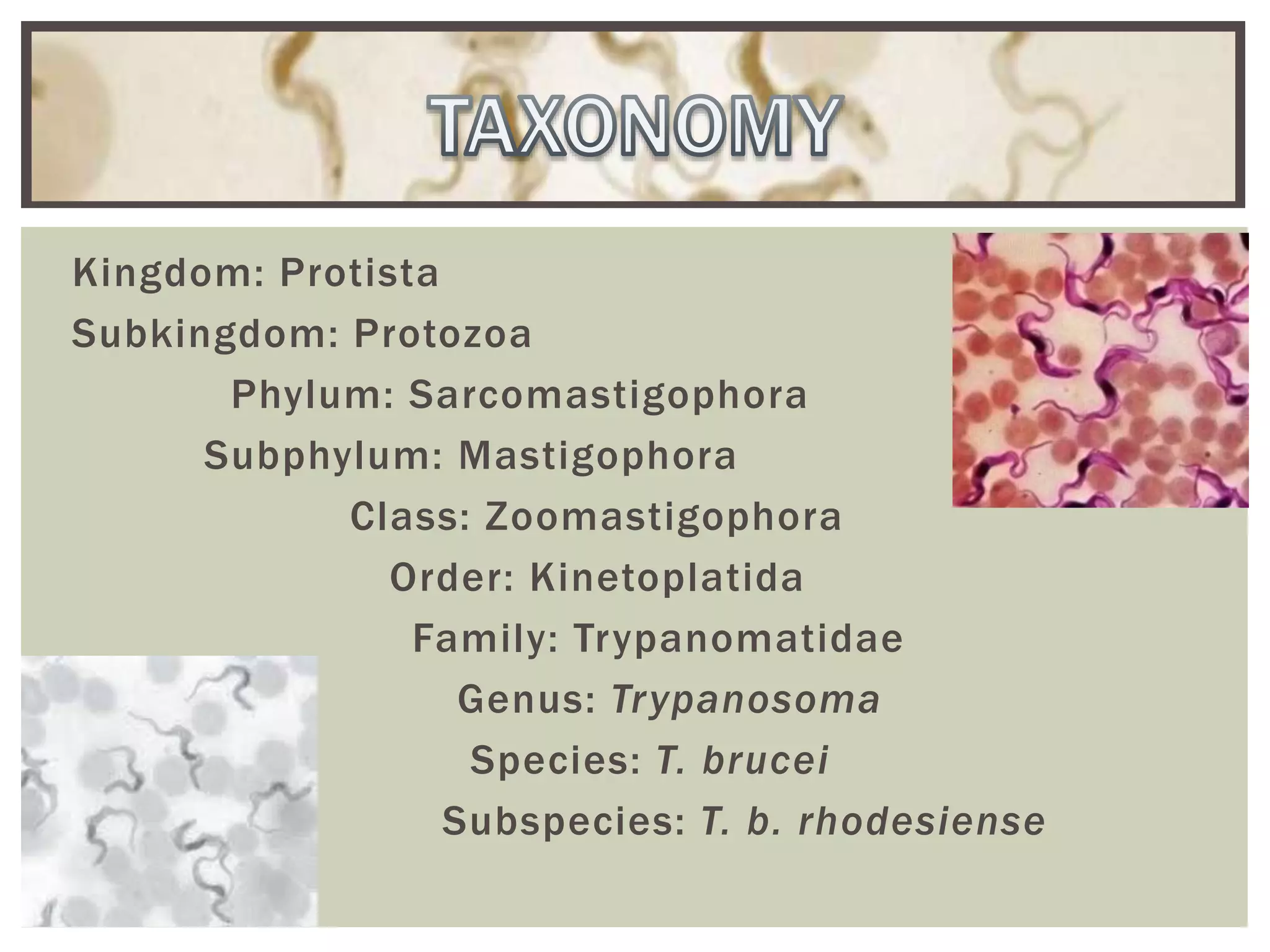 Trypanosoma brucei rhodesiense | PPTX