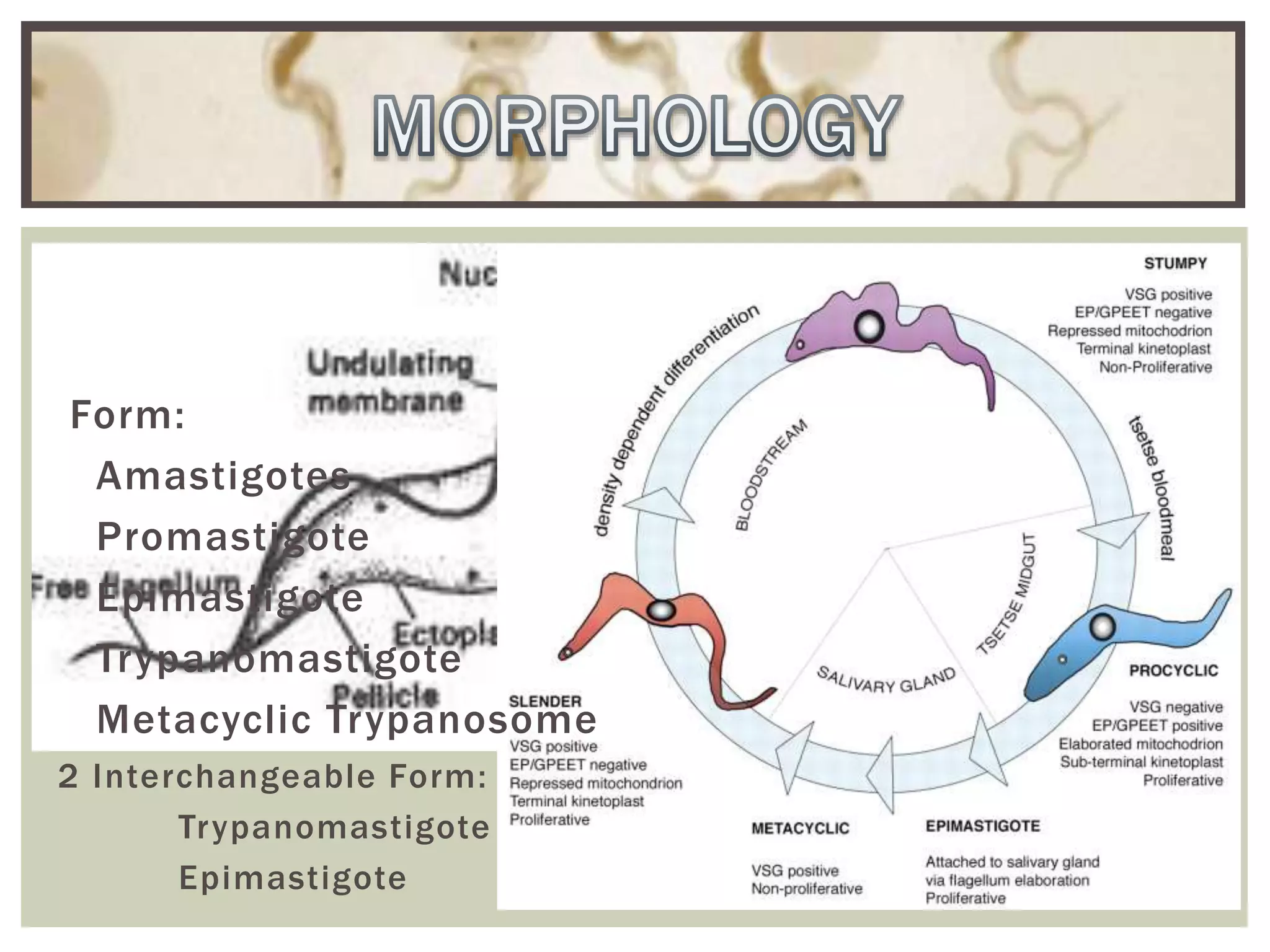 Trypanosoma brucei rhodesiense | PPTX