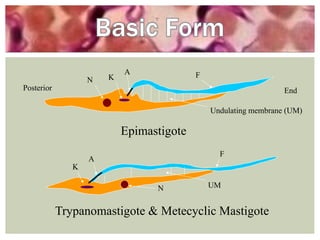 Trypanosoma brucei rhodesiense | PPTX
