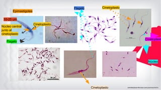 TRYPANOSOMA CRUZI Y LEISHMANIA SP SS7.pdf